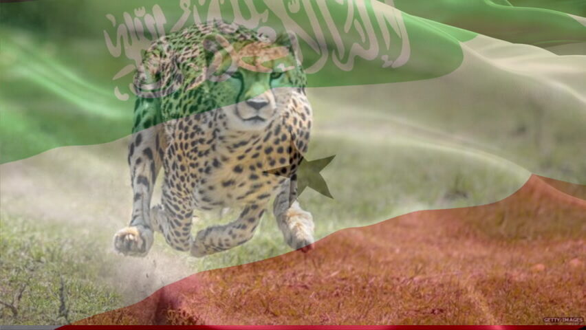 Somaliland Should Take its Cheetah Conservancy to the Next Level ...