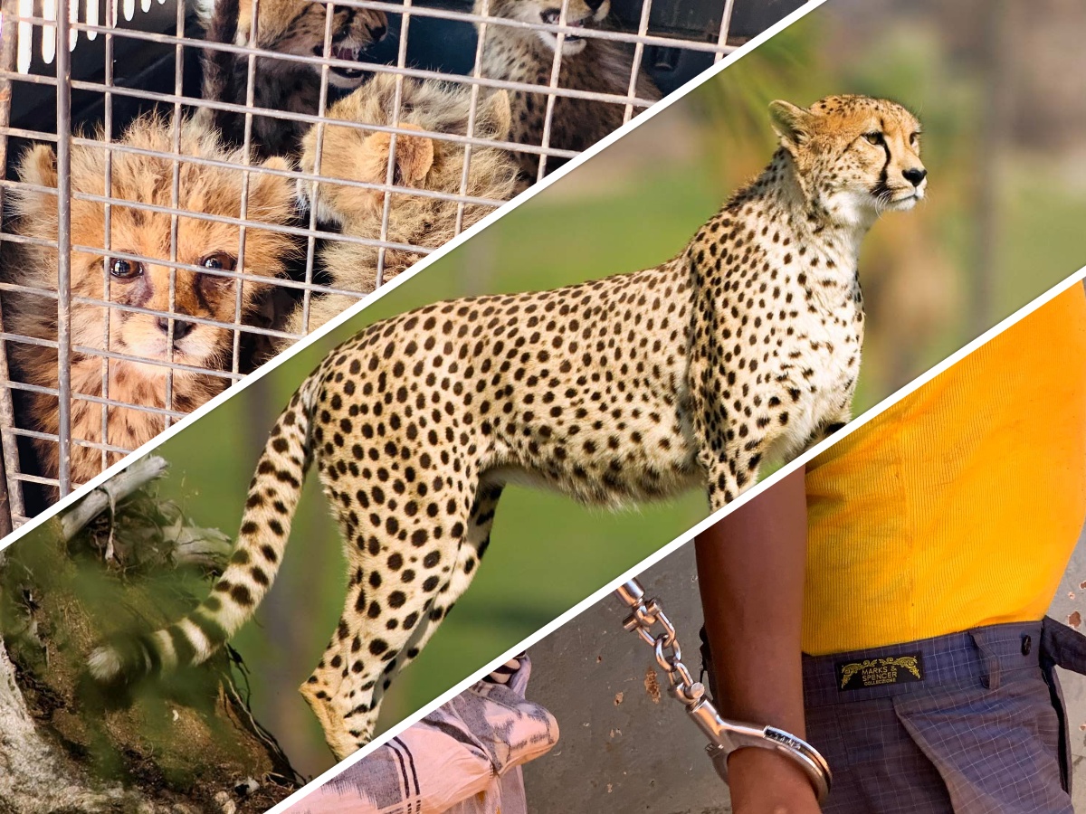 Law Enforcement and Ministry of Environment and Climate Rescue Nine ...